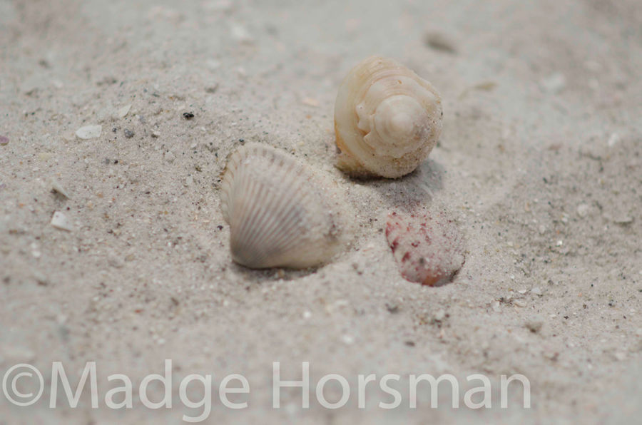 SeaShells on the beach, sand Fine art Photography - MadgesPics - PinkLion