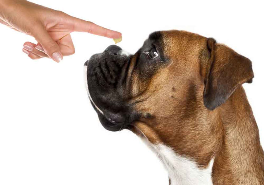 Boxer Dog Nose Butter I oz. Organic Salve for Dry Crusty Noses - The ...