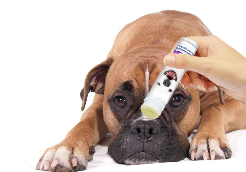 Boxer Nose Butter: Organic Balm for Dry or Cracked Crusty Dog No - The ...
